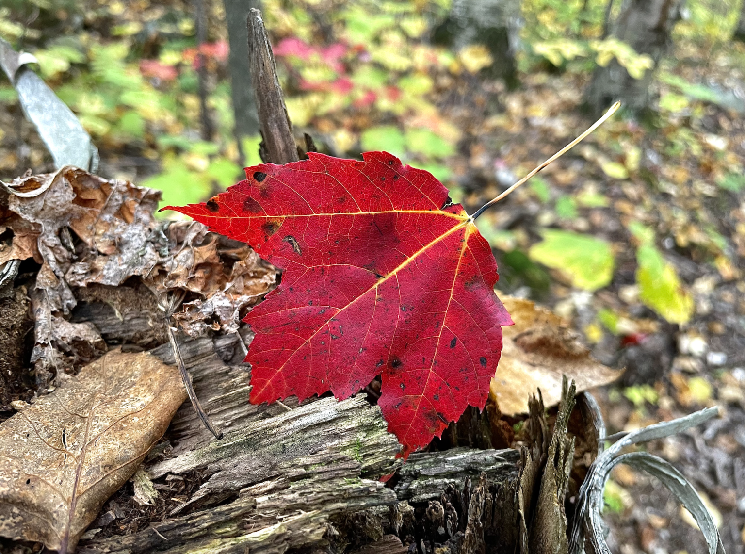 Fall Fundraiser for Junction Creek Stewardship Committee! - St. Albert ...